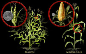 The History of Corn: From Ancient Cultivation to Modern Agriculture ...
